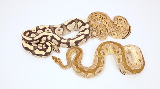 No Reserve Desert Ghost Yellowbelly Clown Gravel Special Ball Python by ...
