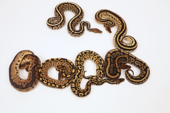 No Reserve 2.4 Group Redhead Special Gravel Phantom Spotnose Super ...