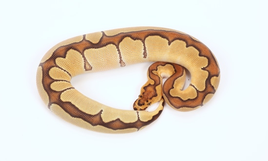 No Reserve Trojan Enchi Clown Ball Python by Sterling Nelson