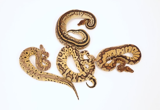 No Reserve Super Bongo Clown Pastel Ball Python by Sterling Nelson