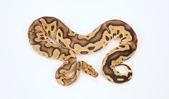 No Reserve Red Stripe Fire Clown Ball Python by Sterling Nelson