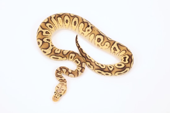 No Reserve Cypress Pastel Clown Ball Python by Sterling Nelson