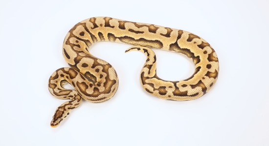 No Reserve Puzzle Yellowbelly Pastel Ball Python by Sterling Nelson