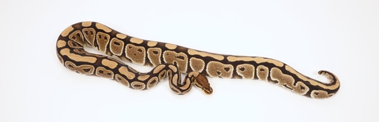 No Reserve Special Noco Het Clown Ball Python by Sterling Nelson