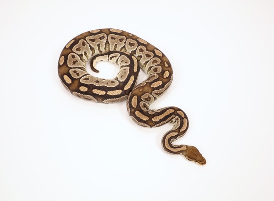 No Reserve Bongo Het Clown Ball Python by Sterling Nelson