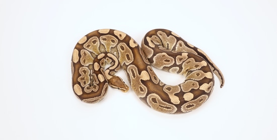 No Reserve Special Baker Line Het Clown Ball Python by Sterling Nelson