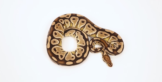 No Reserve Special Noco Line Het Clown Ball Python by Sterling Nelson