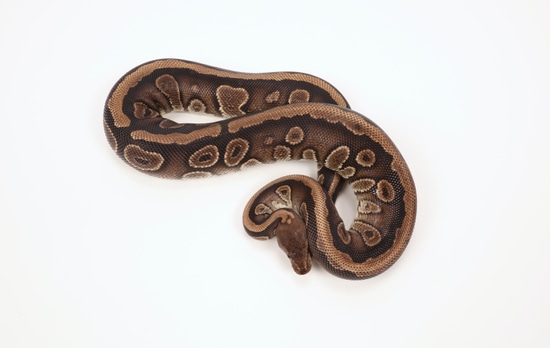 No Reserve Mahogany Het Clown Ball Python by Sterling Nelson