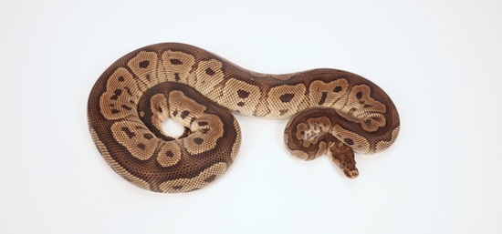 No Reserve Clown Ball Python by Sterling Nelson