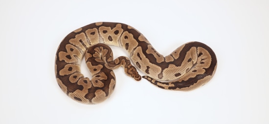 No Reserve Clown Ball Python by Sterling Nelson