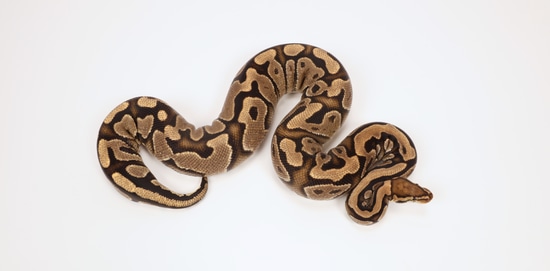 No Reserve Yellowbelly Het Clown Ball Python by Sterling Nelson
