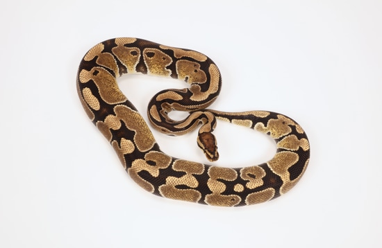 No Reserve Het Puzzle Het Clown Ball Python by Sterling Nelson