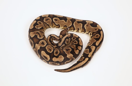 No Reserve Yellowbelly Het Clown Ball Python by Sterling Nelson