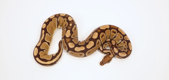 No Reserve Trojan Het Clown Ball Python by Sterling Nelson