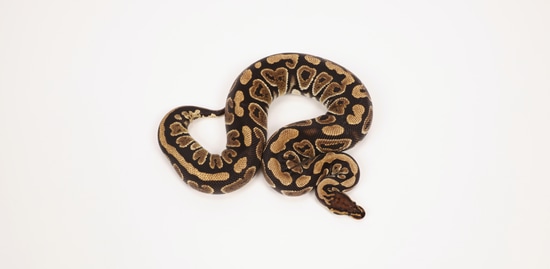 Carbon Het Clown Ball Python by Sterling Nelson