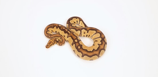 Trojan Clown Ball Python by Sterling Nelson