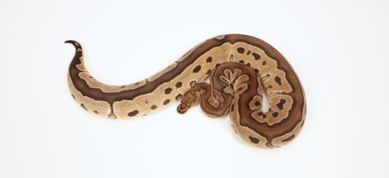 Red Stripe Clown Ball Python by Sterling Nelson
