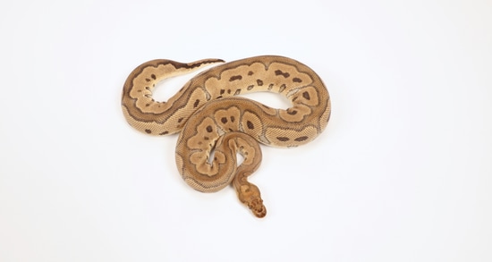 Clown Red Stripe Ball Python by Sterling Nelson