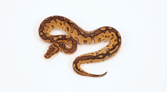 Carbon Special Baker Clown Ball Python by Sterling Nelson