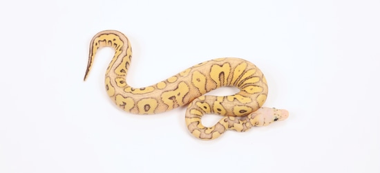 Pastel Super Gravel Clown Ball Python by Sterling Nelson