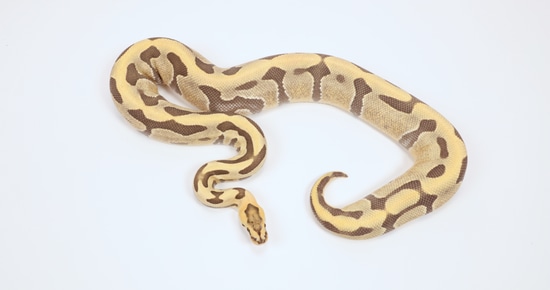 Desert Ghost Cryptic Or Crypton Ball Python by Sterling Nelson