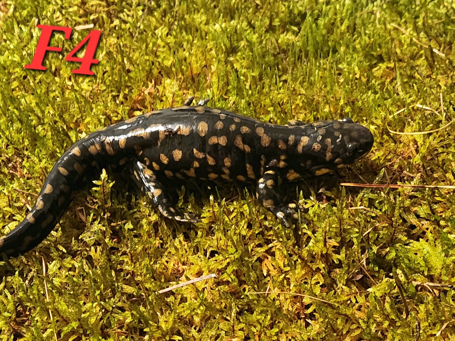 Western Tiger Salamander (Ambystoma Mavortium) by Oni Tenno Xotix ...