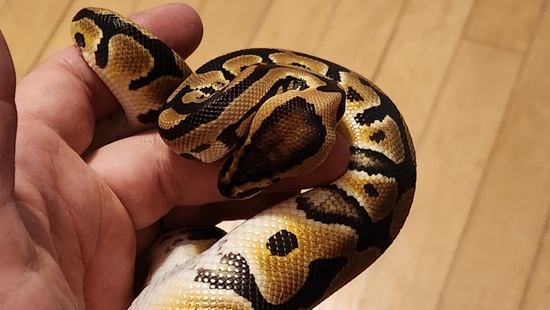 2023 Quad Het Crypton Desert Ghost G-Strip Ball Python by Oni Tenno Xotix