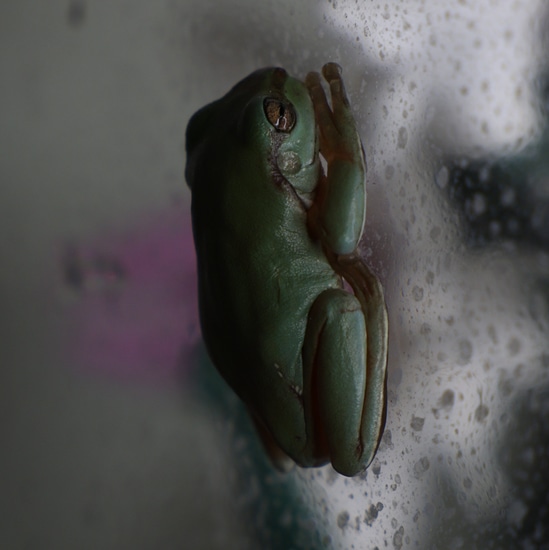 CBB Australian White's Tree Frogs by Oni Tenno Xotix