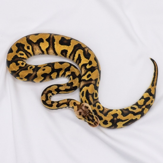 Pastel YB QH Crypton Desert Ghost G Stripe Ball Python by Oni Tenno Xotix