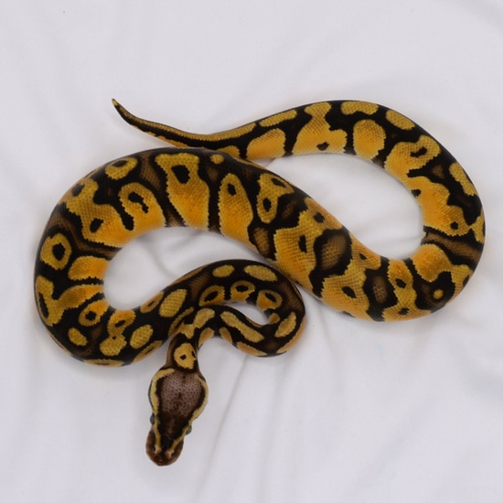 Pastel Red Stripe Het Clown Ball Python by Oni Tenno Xotix