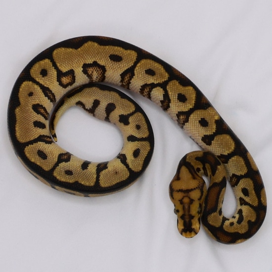 Spotnose Clown Ball Python by Oni Tenno Xotix