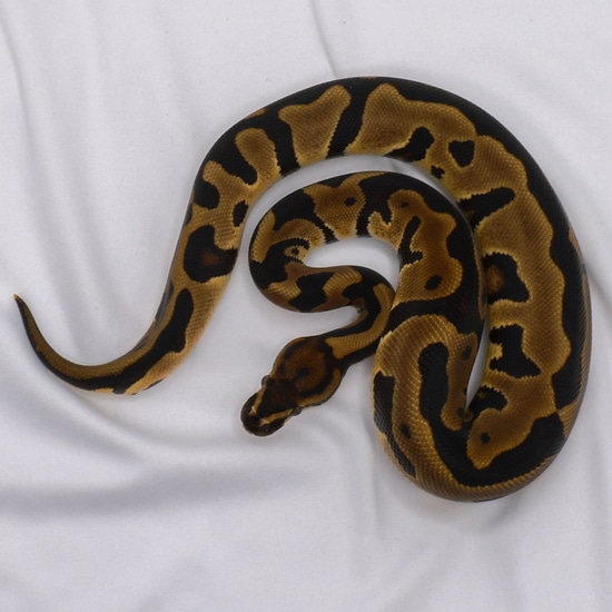 Leopard Ball Python by Oni Tenno Xotix