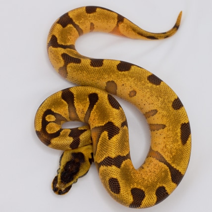 Oni Tenno Xotix - MorphMarket