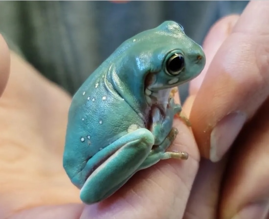 Blue Phase Snowflake White's Tree Frog by Oni Tenno Xotix