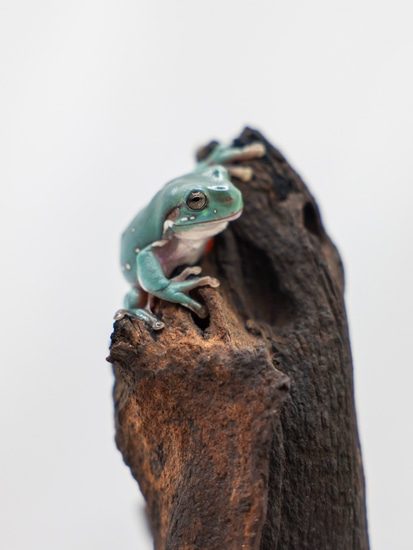 Blue Phase Snowflake 2" White's Tree Frog by Oni Tenno Xotix