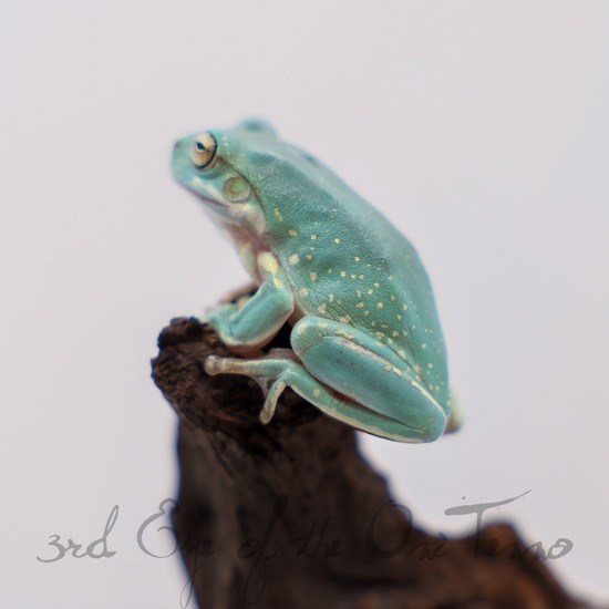 Blue Phase Goldfleck White's Tree Frog by Oni Tenno Xotix