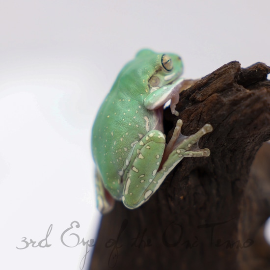 Goldfleck 2" White's Tree Frog by Oni Tenno Xotix