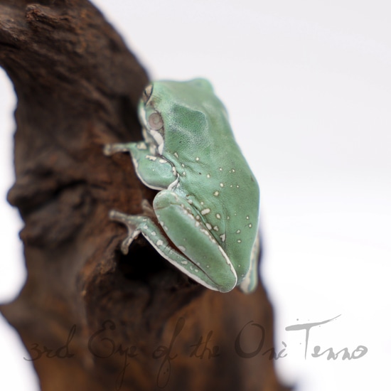 Snowflake 2" White's Tree Frog by Oni Tenno Xotix