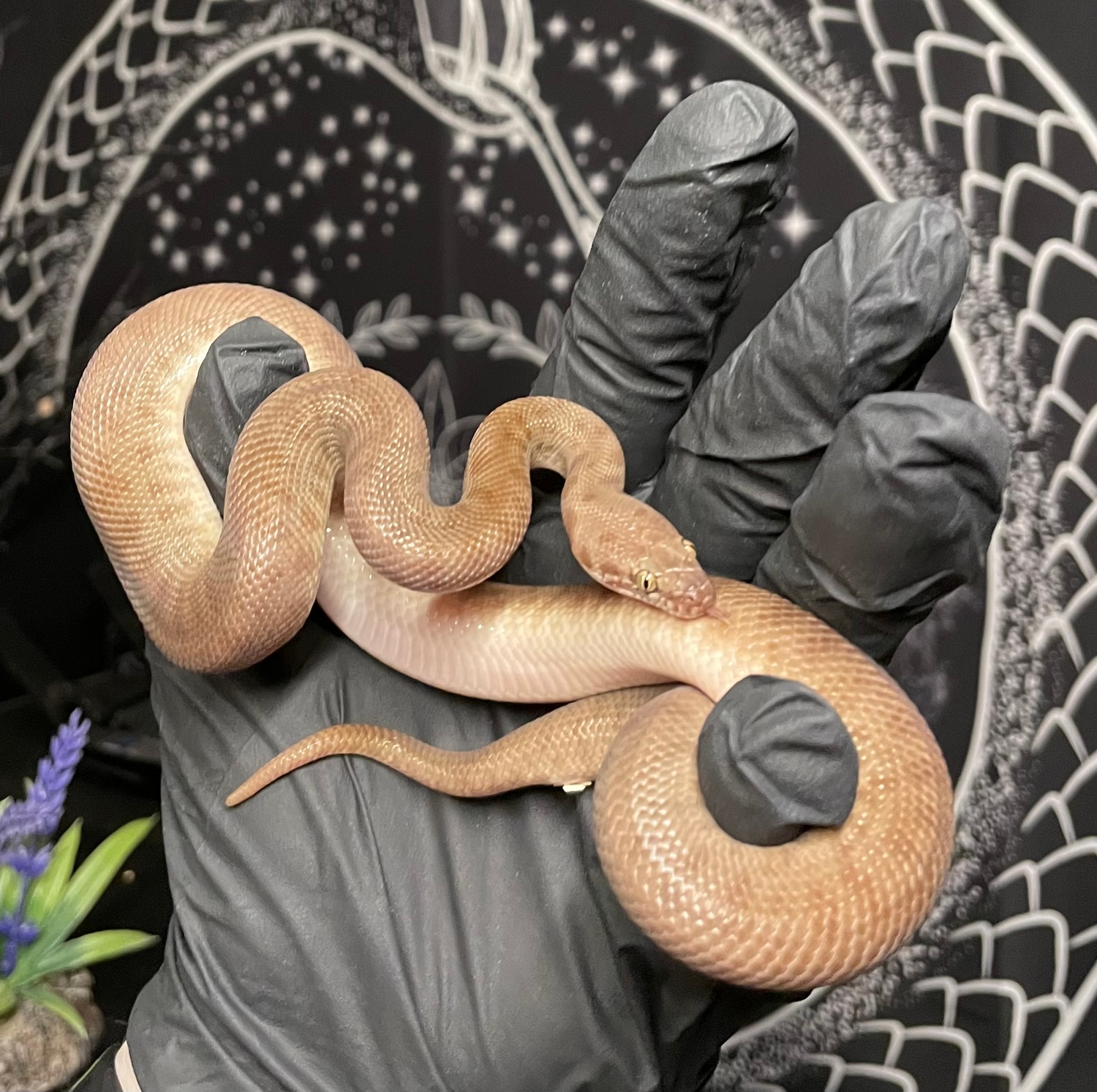 Children's Python by Succulent Hogs - MorphMarket
