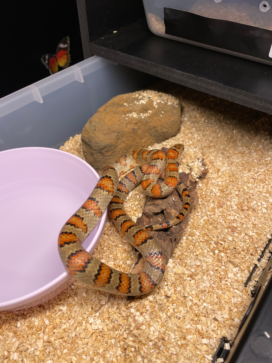 Variable KingSnake Nuevo Leon Kingsnake by Succulent Hogs - MorphMarket