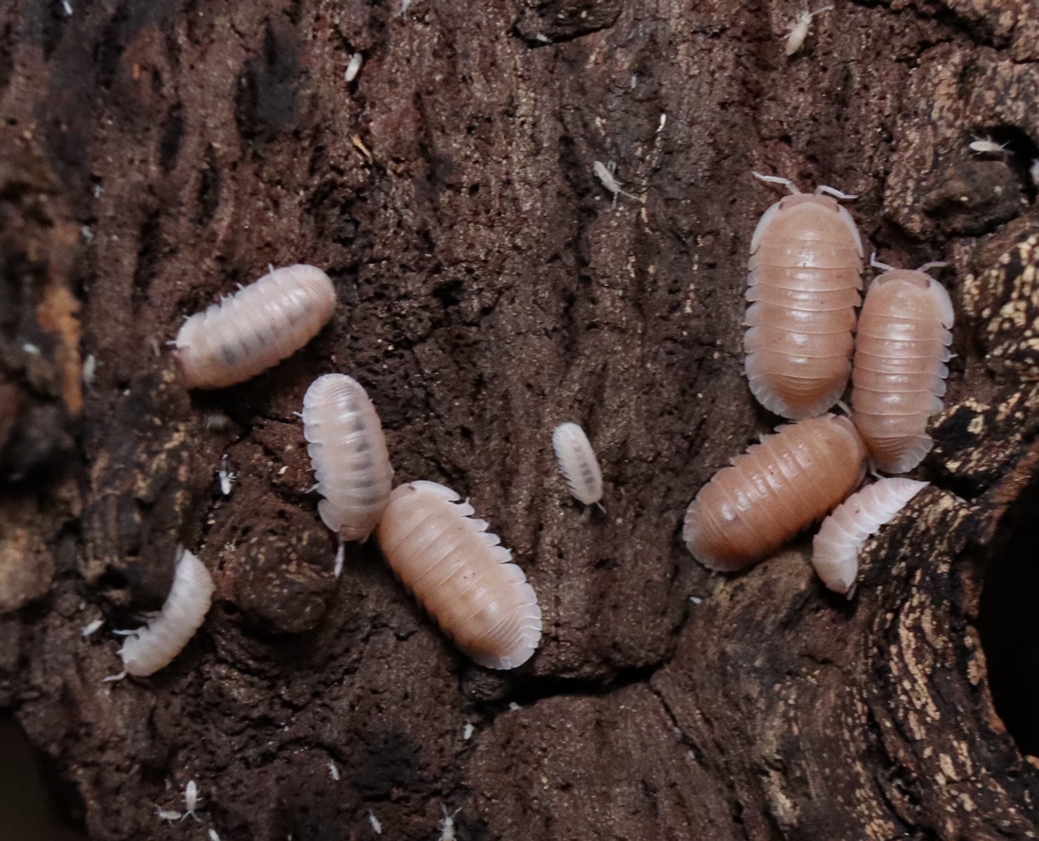10 Cubaris Murina "Papaya" Isopod by Succulent Hogs - MorphMarket