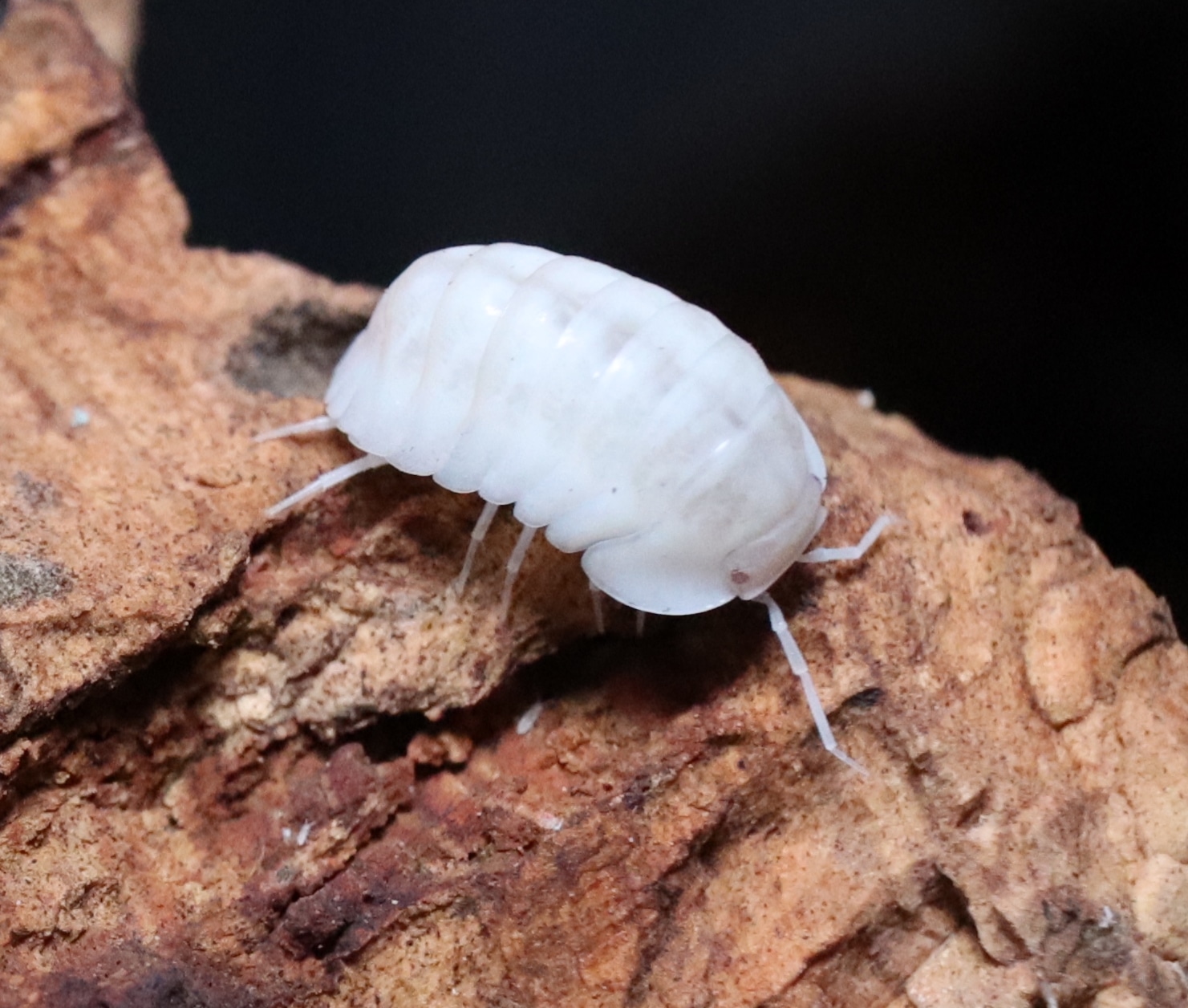 10ct Cubaris Sp. White Phase Red Edge Isopod by Succulent Hogs ...