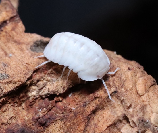 10ct Cubaris Sp. White Phase Red Edge Isopod by Succulent Hogs
