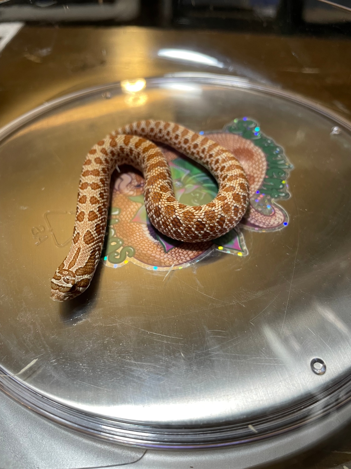 Evans Hypo 66% DH PPA And Axanthic Western Hognose by Succulent Hogs ...