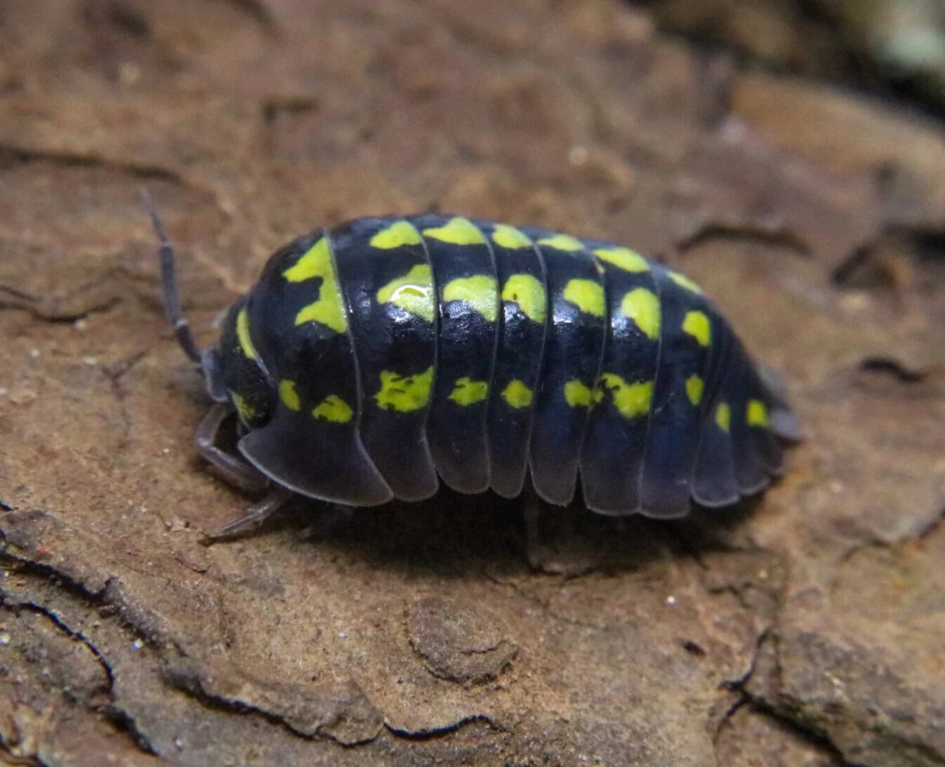 10 Count Armadillidium Gestroi Isopod by Succulent Hogs - MorphMarket