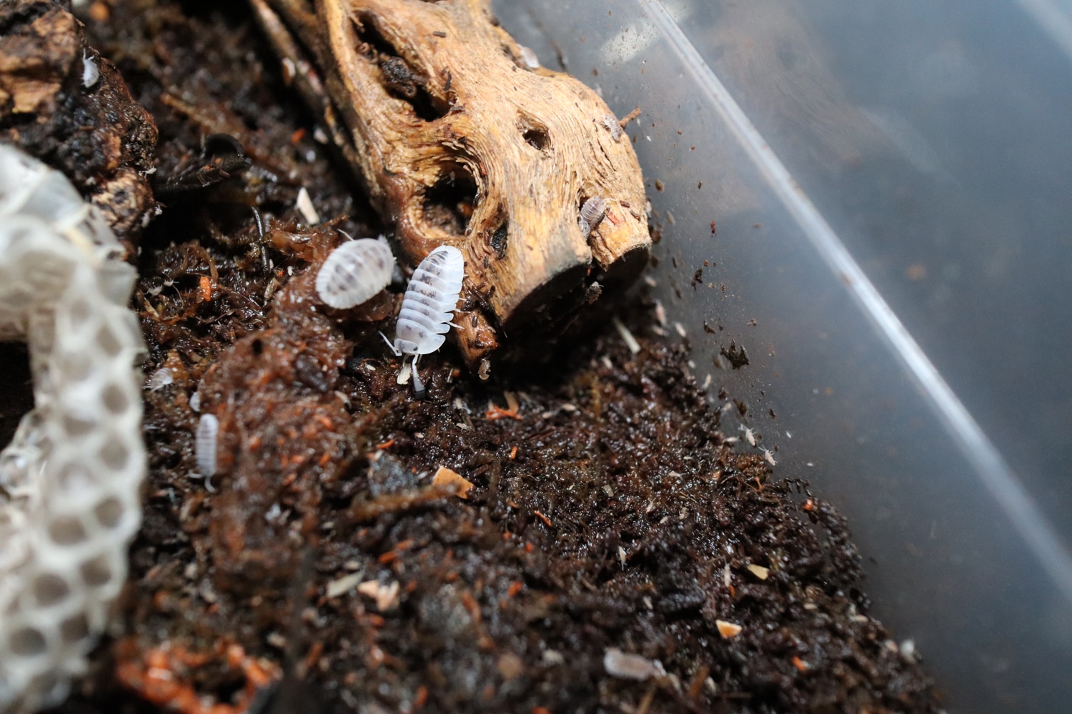 10 Ct Shiro Utsuri Isopod by Succulent Hogs - MorphMarket