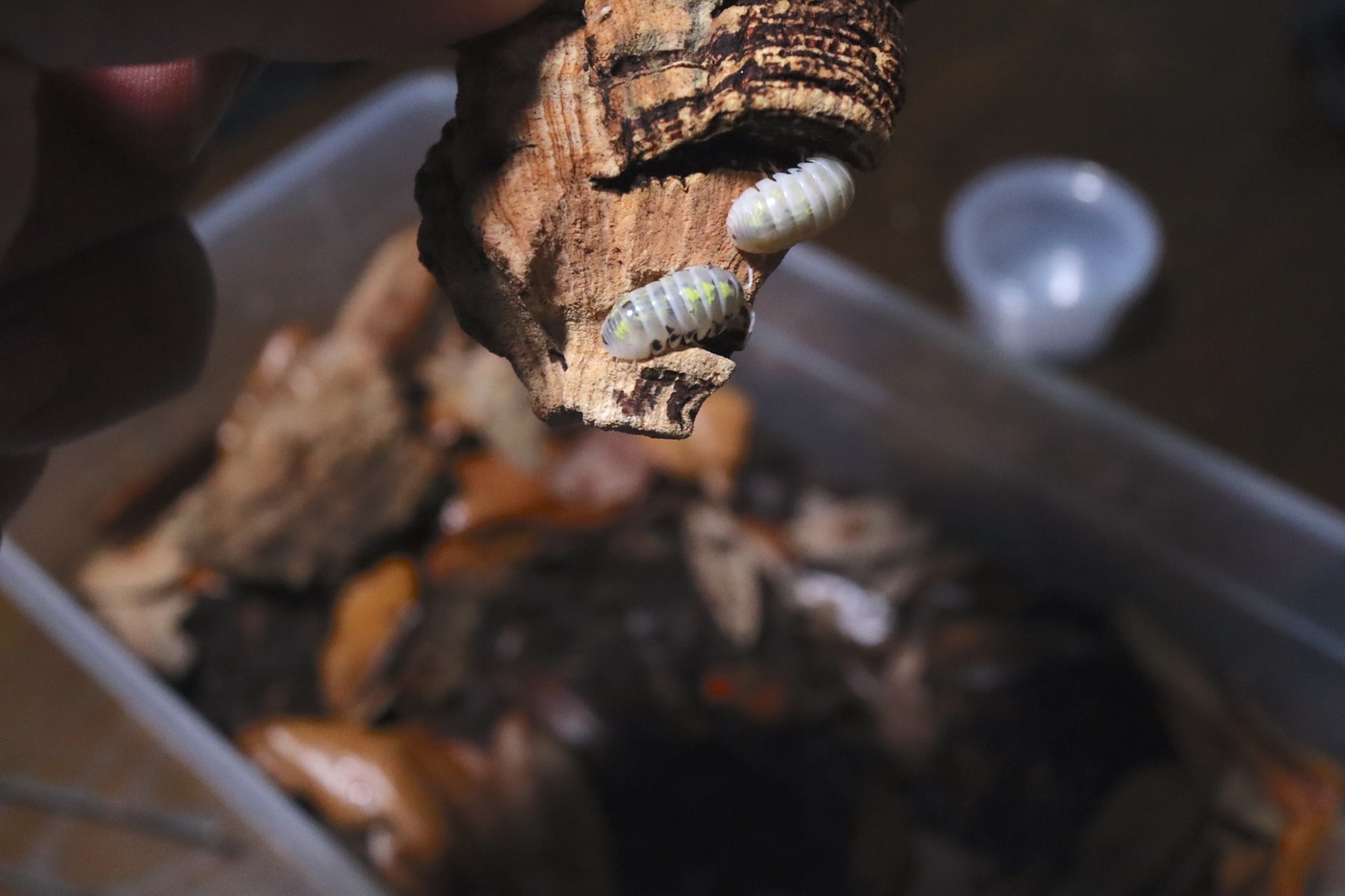 10 Ct Magic Potion Isopod by Succulent Hogs - MorphMarket