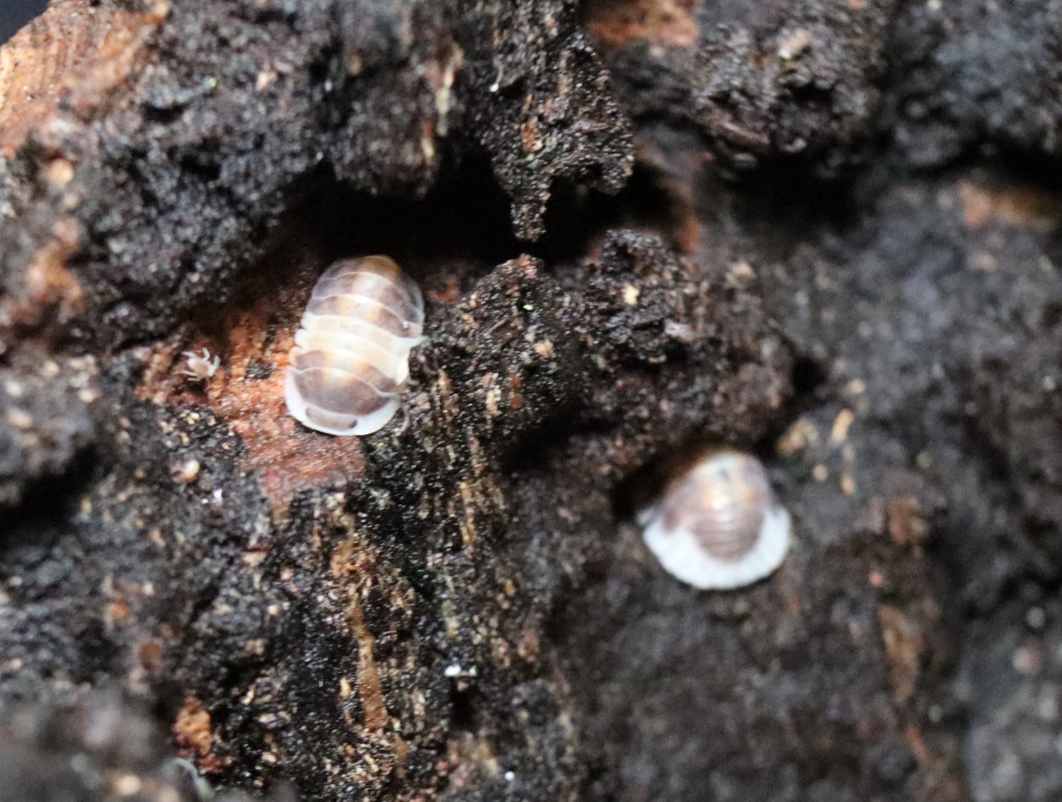 6 Ct Cappuccino Isopod by Succulent Hogs - MorphMarket