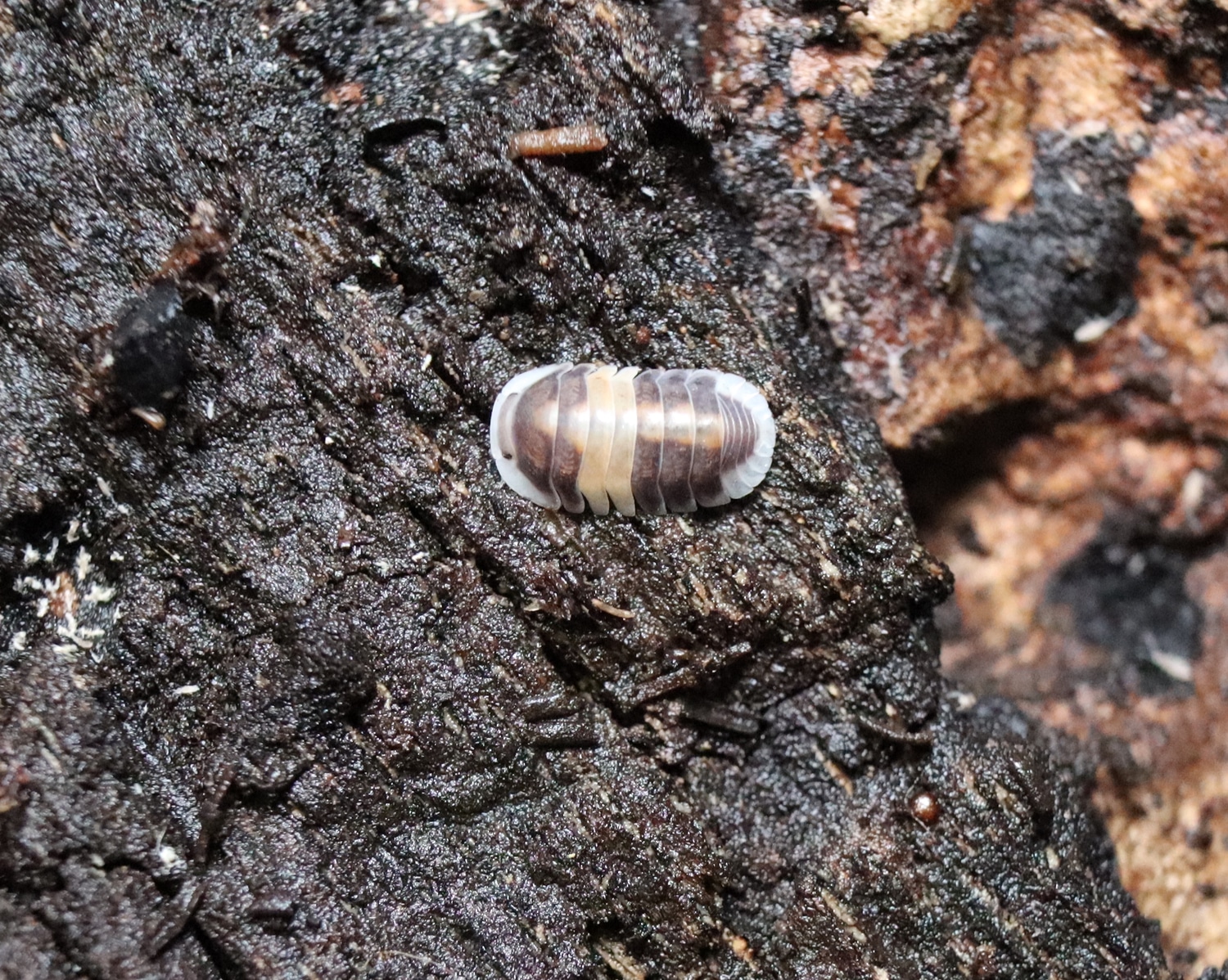 6 Ct Cappuccino Isopod by Succulent Hogs - MorphMarket
