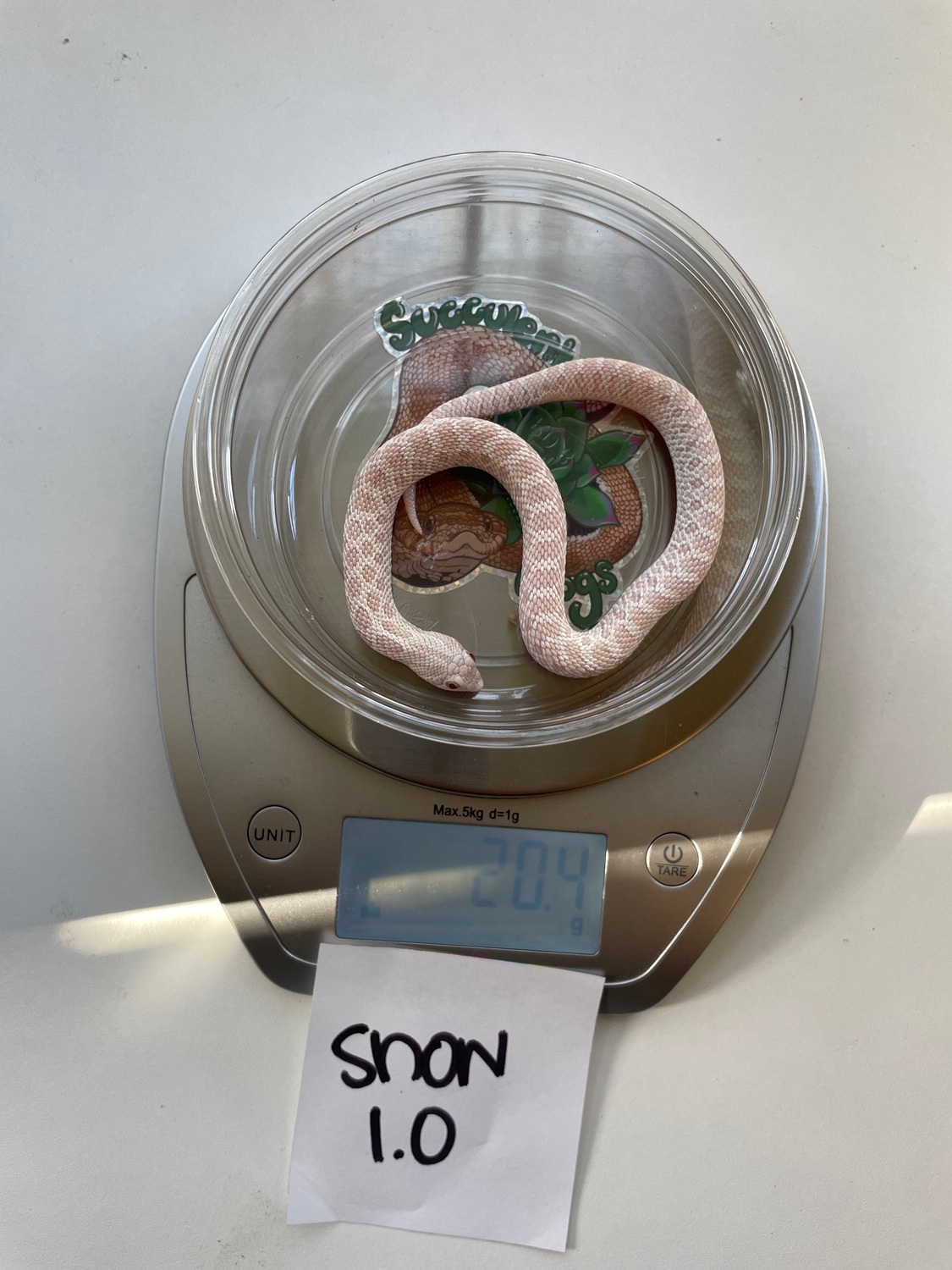 Imported Snow Western Hognose by Succulent Hogs - MorphMarket